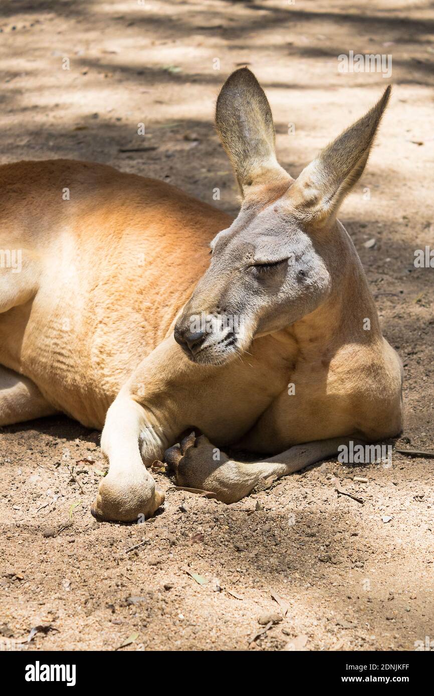 Plains kangaroo hi-res stock photography and images - Alamy