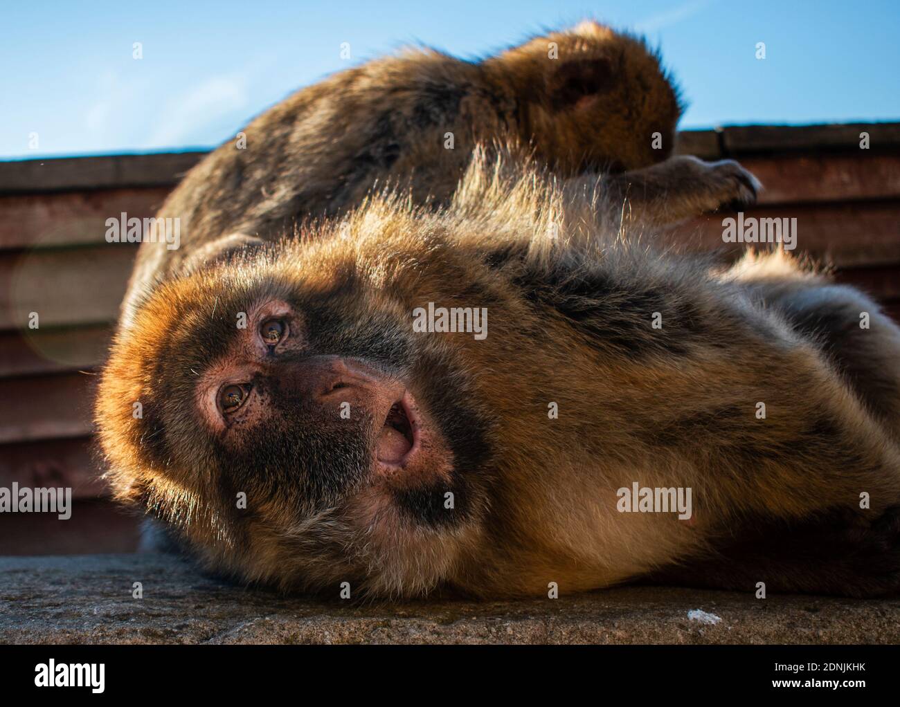 Monkey flees hi-res stock photography and images - Alamy