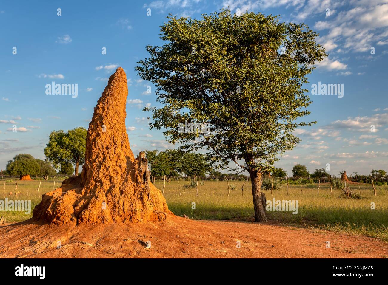 Termite Mound Africa