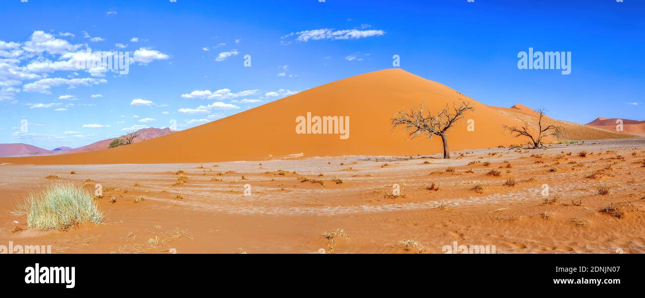 famous and most visited Dune 45 in Sossusvlei, Namib desert with dead ...