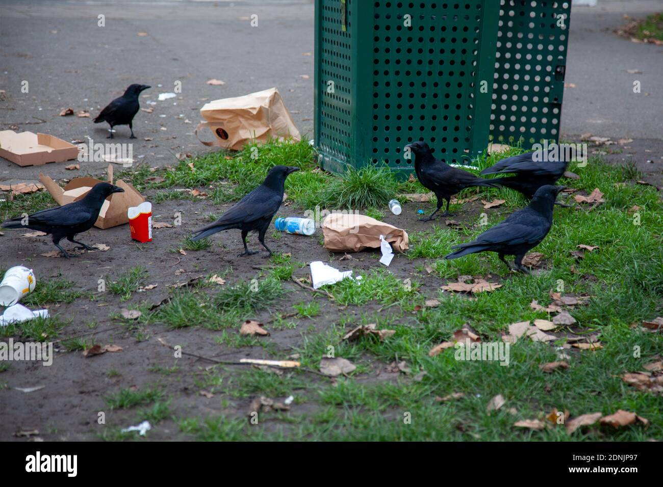 Crows Around Rubbish Bin on Clapham Common - London UK Stock Photo - Alamy