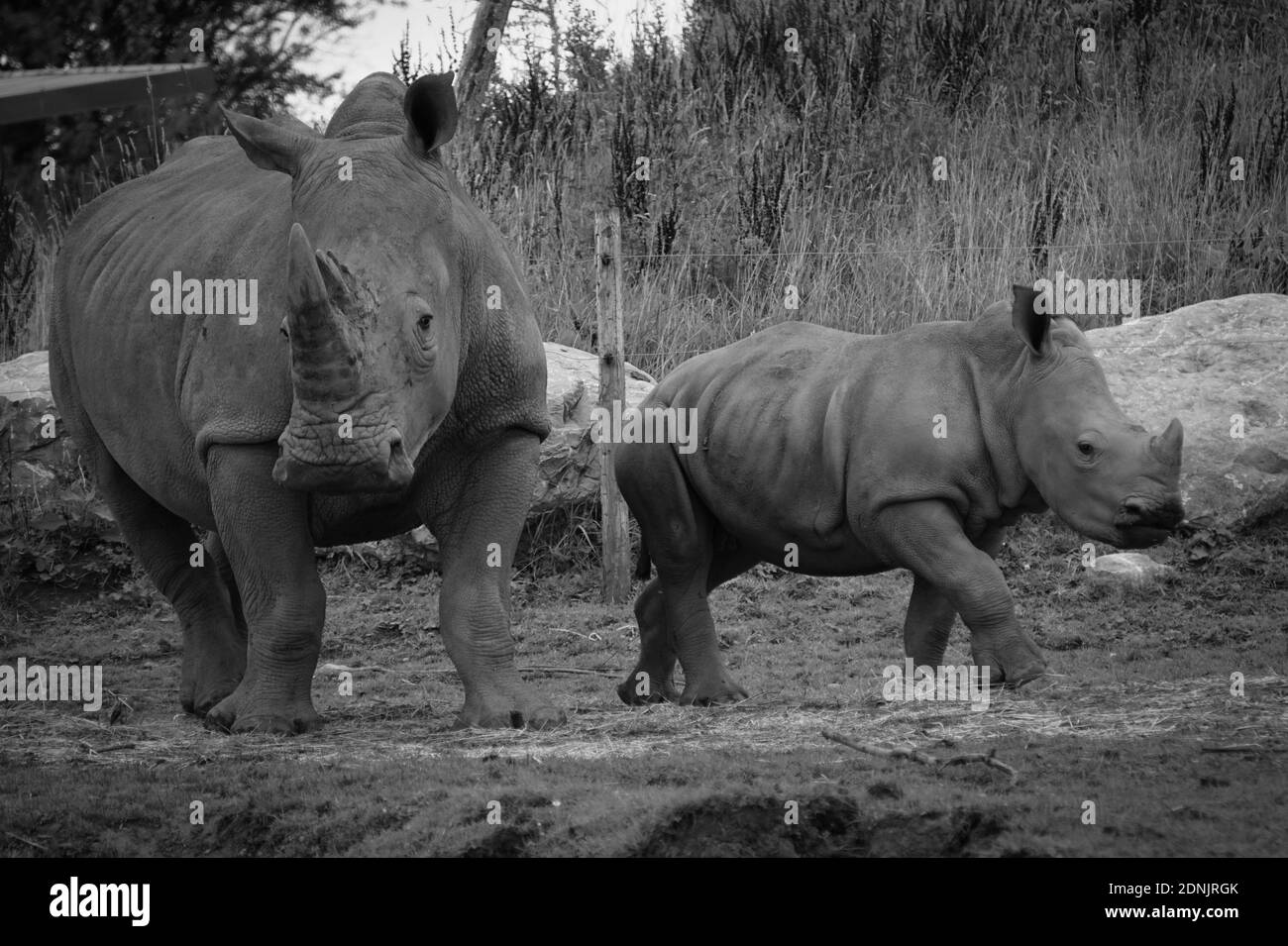Family group of rhinos hi-res stock photography and images - Alamy