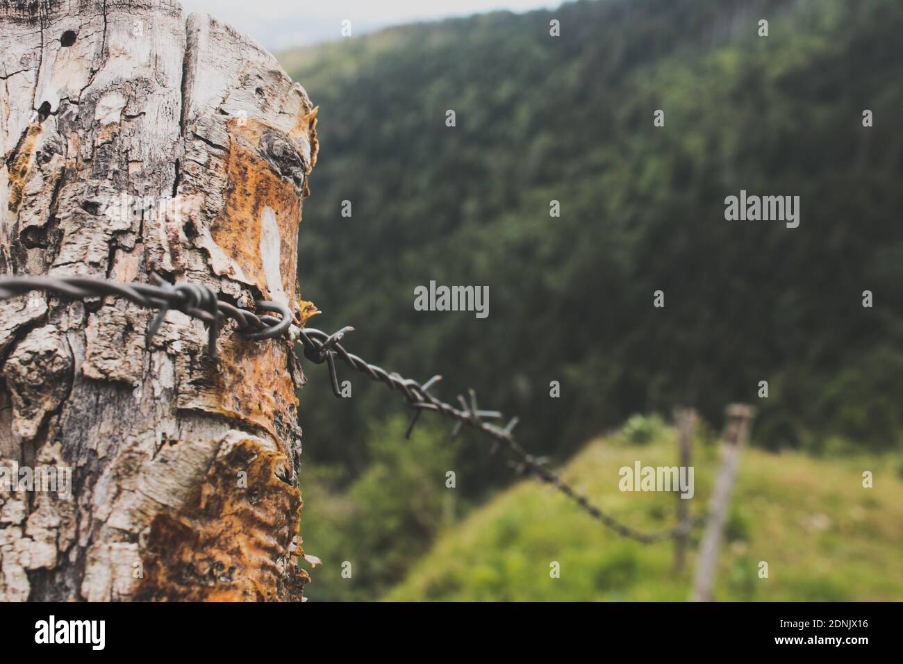 Tree barbed wire trunk hi-res stock photography and images - Alamy