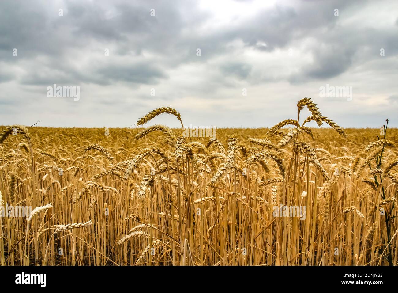 Leipzig plantation hi-res stock photography and images - Alamy