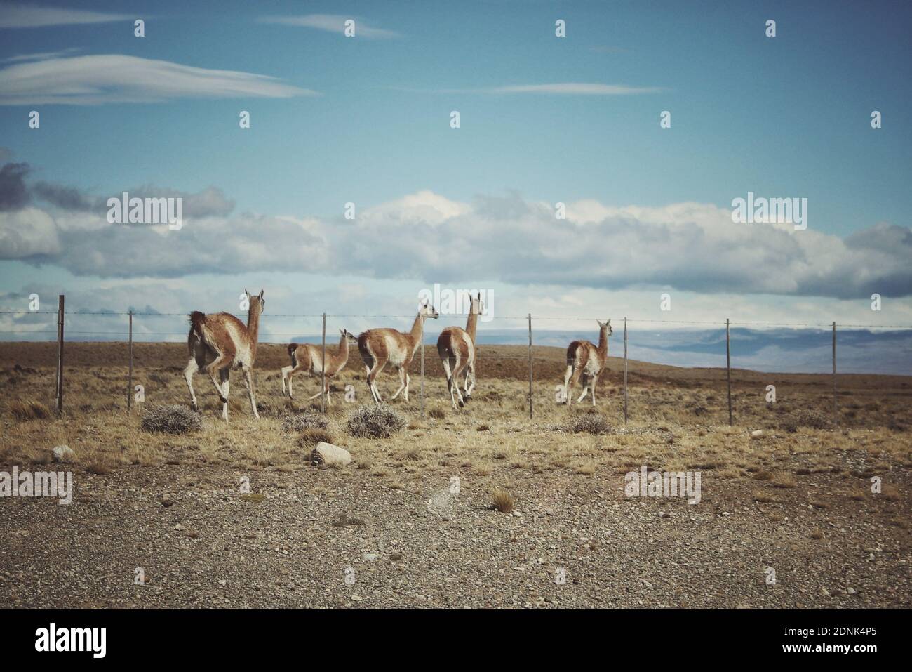 Guanacos and water hi-res stock photography and images - Alamy