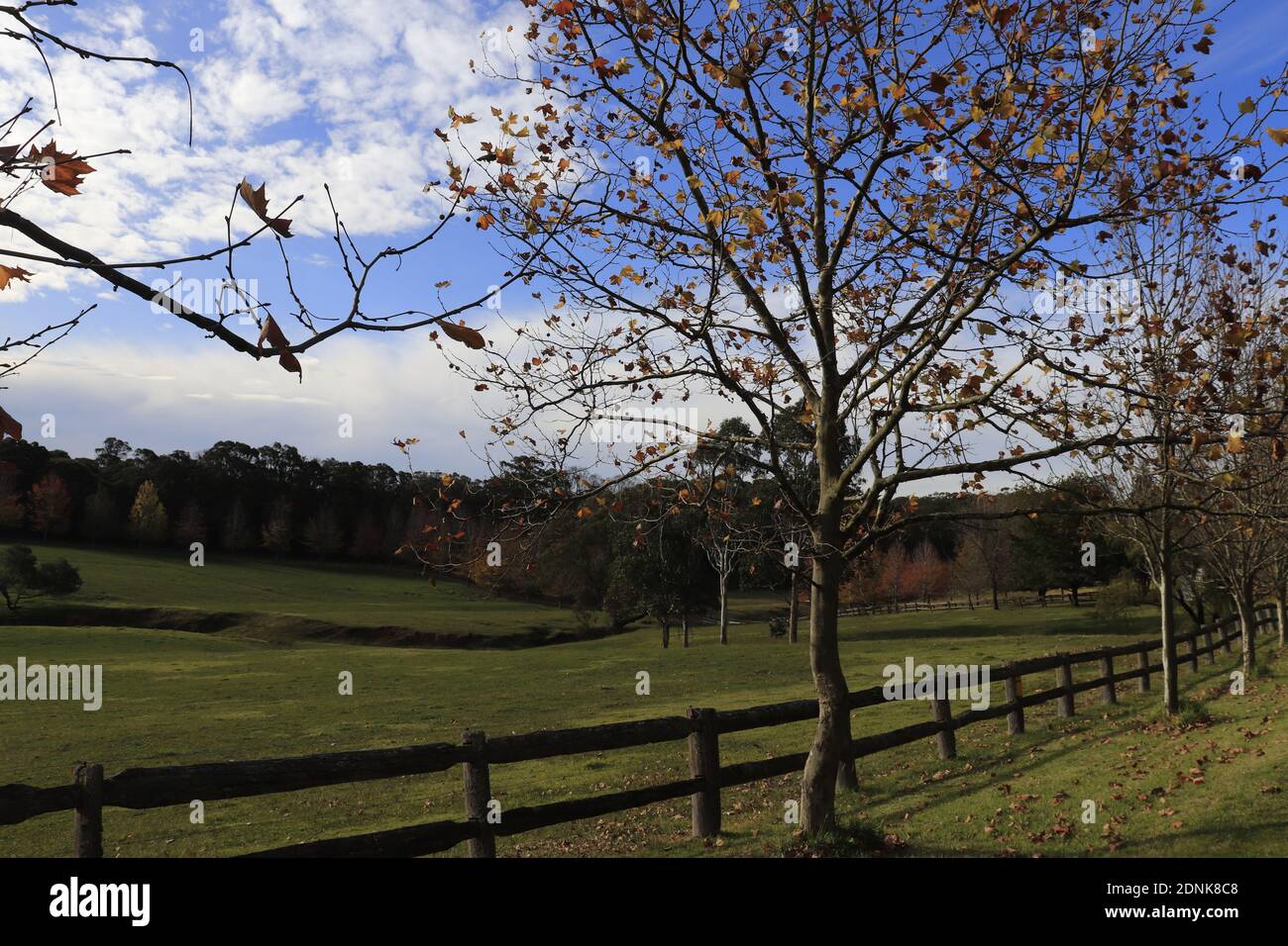 A beautiful shot of autumn fall in Australia Stock Photo - Alamy