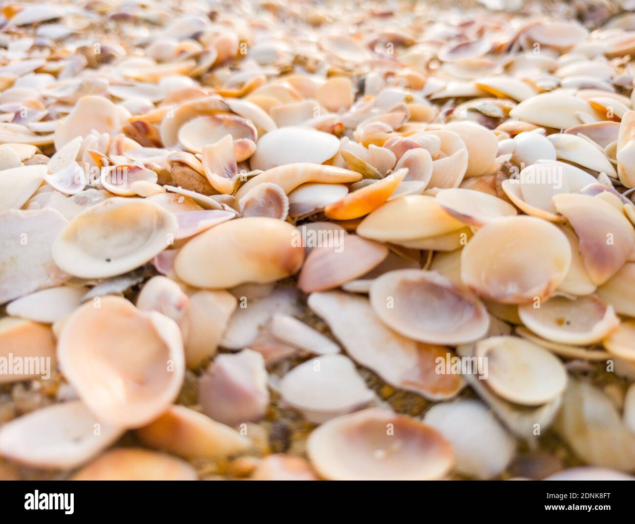 Calicut beach hi-res stock photography and images - Alamy