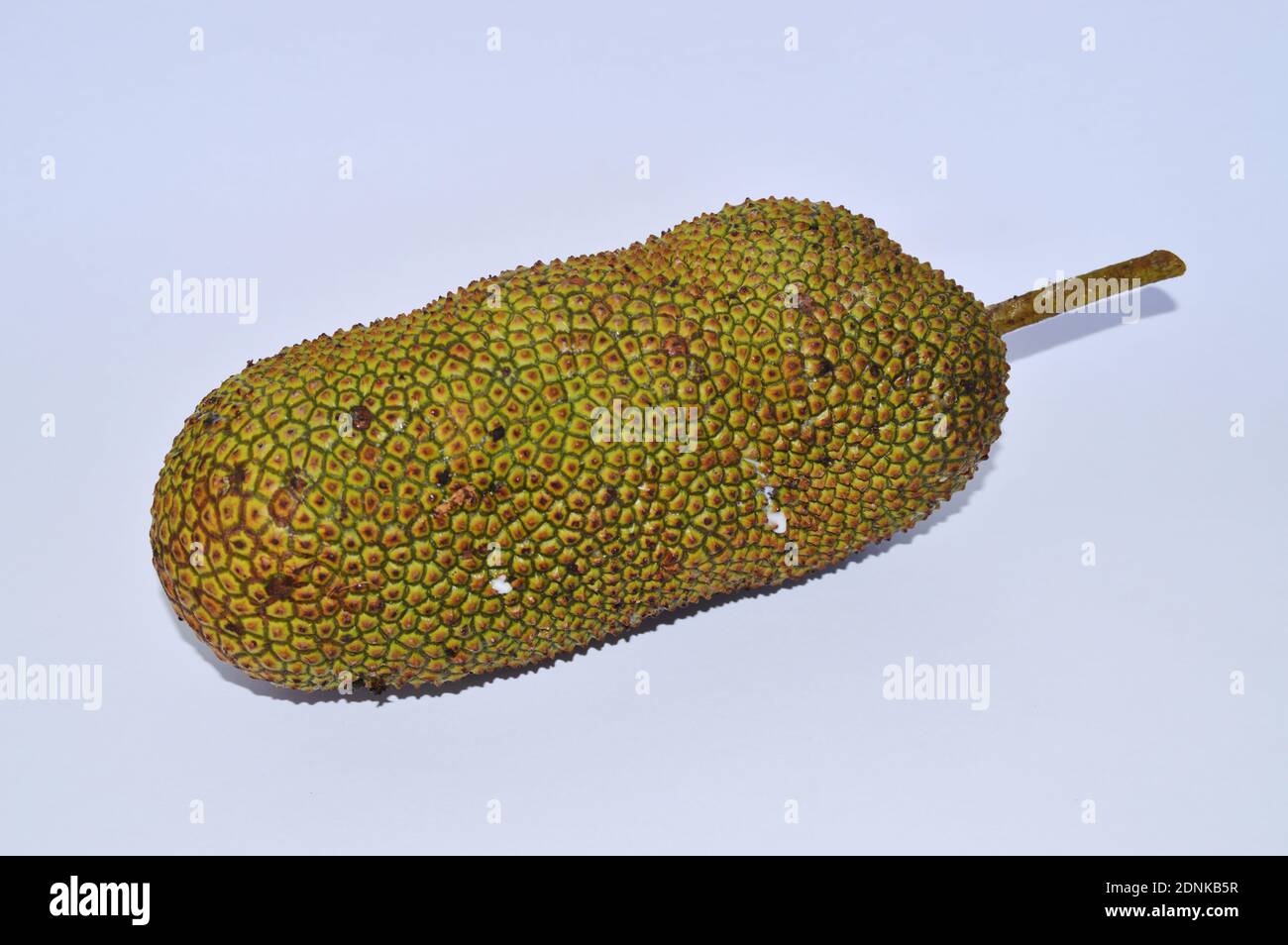 Cempedak Fruit High Resolution Stock Photography and Images - Alamy