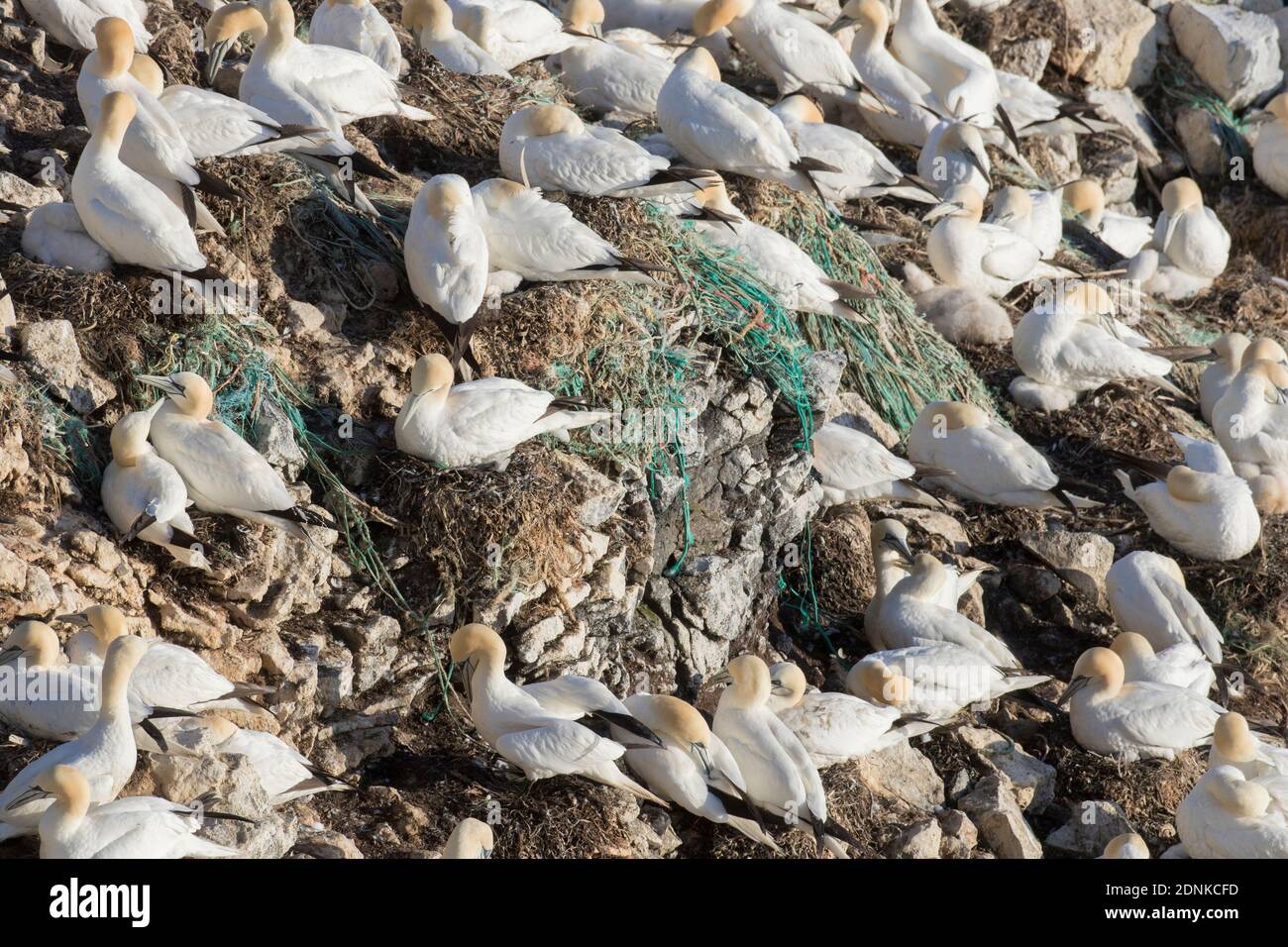 Plastic that birds might nest in hi-res stock photography and images ...