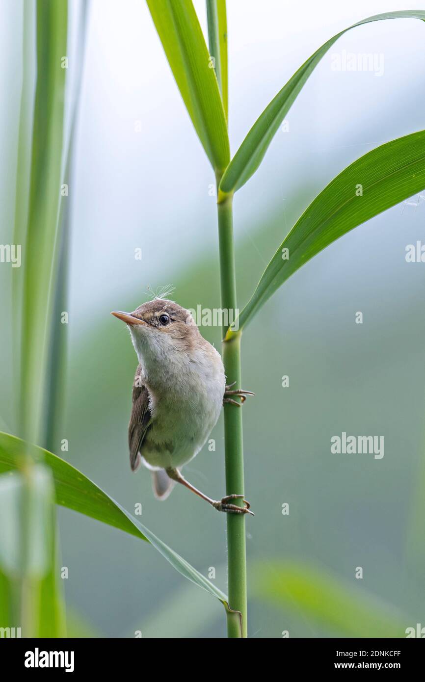 Reed Warbler (Acrocephalus scirpaceus) clinging to reed stem Stock ...