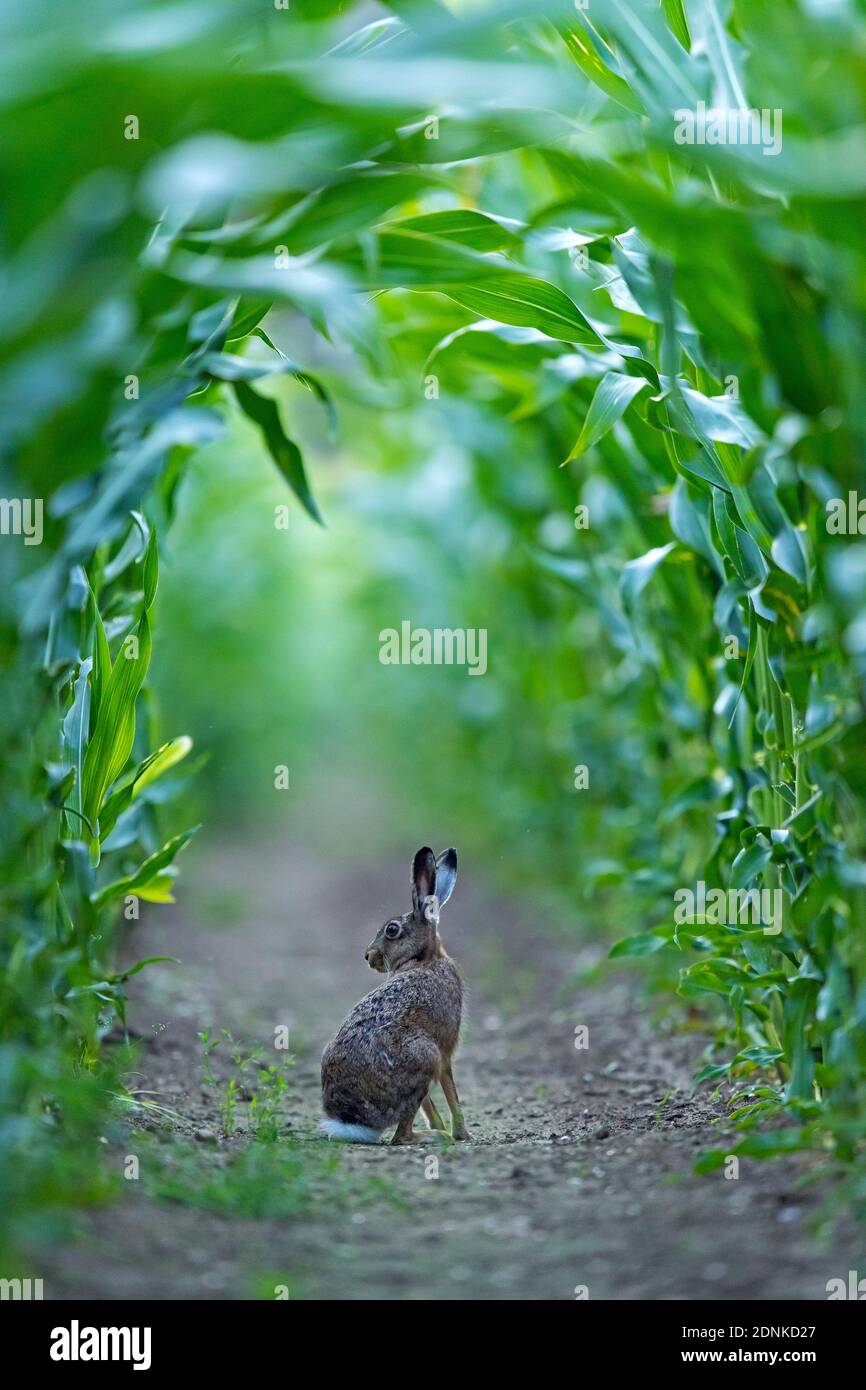 European Brown Hare (Lepus europaeus). Adult in the track of a tractor ...