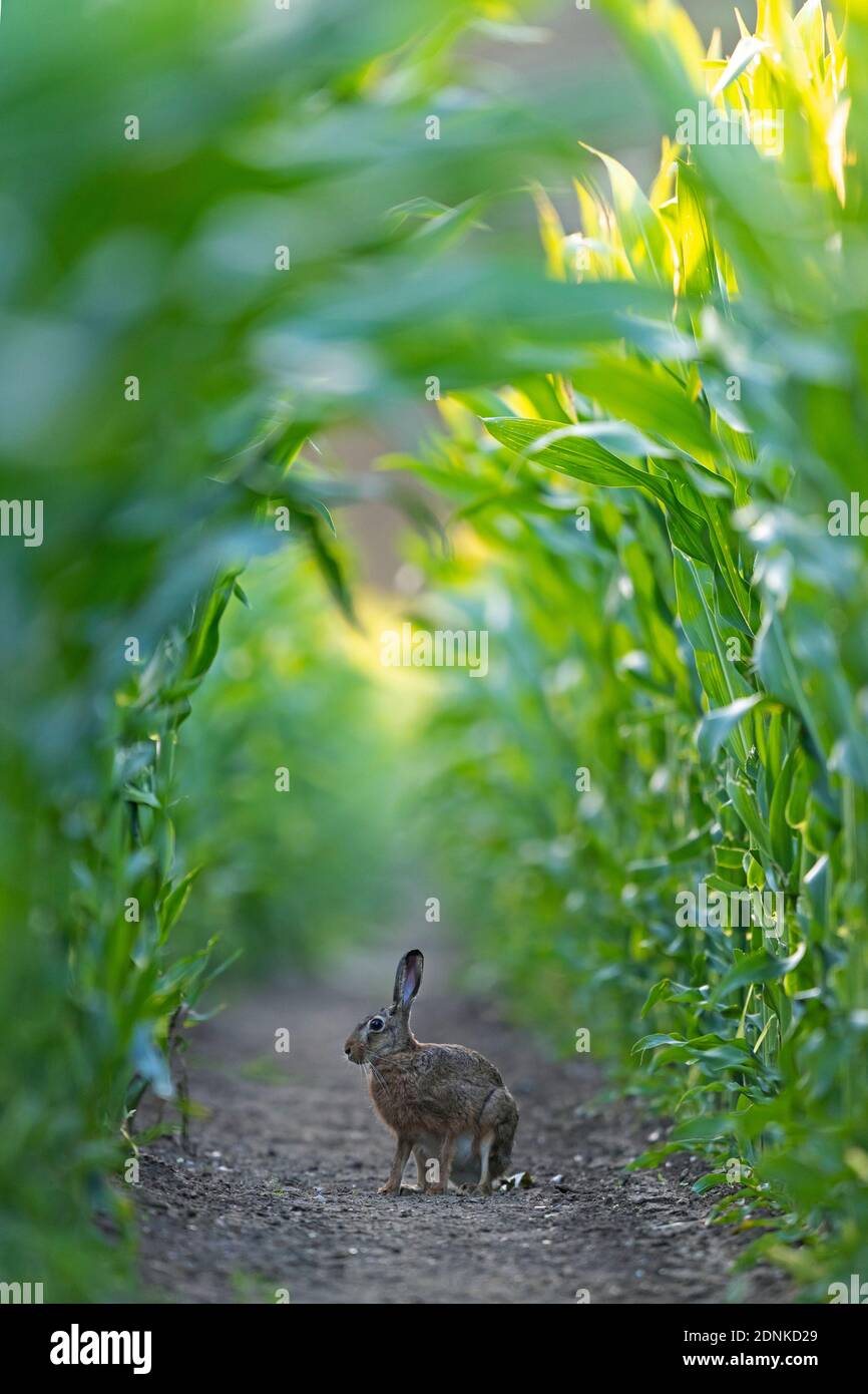 European Brown Hare (Lepus europaeus). Adult in the track of a tractor ...