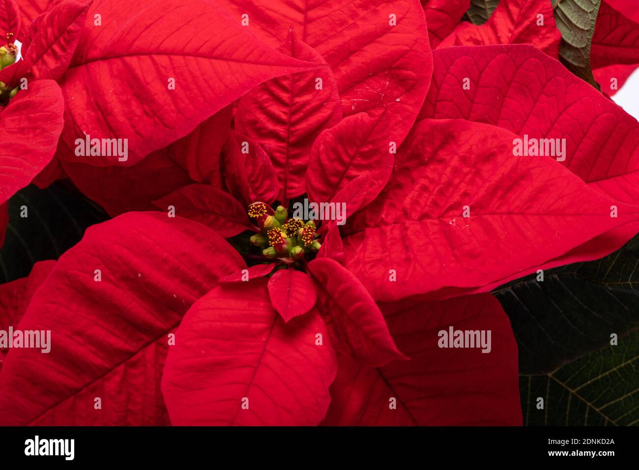 The poinsettia red flowers. The Flower of the Christmas Stock Photo - Alamy
