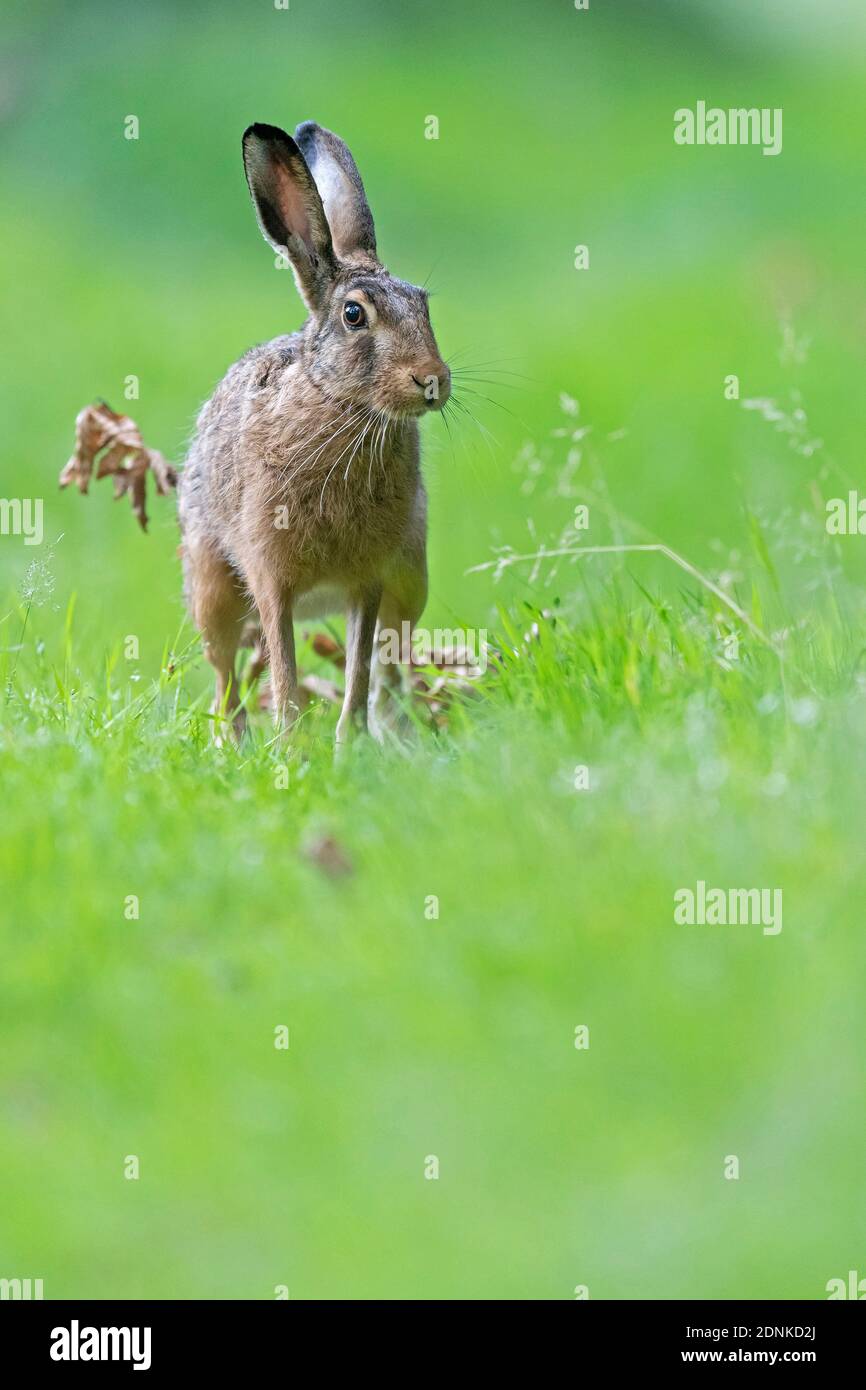 European Hare (Lepus europaeus). Adult on a forest path. Germany Stock ...