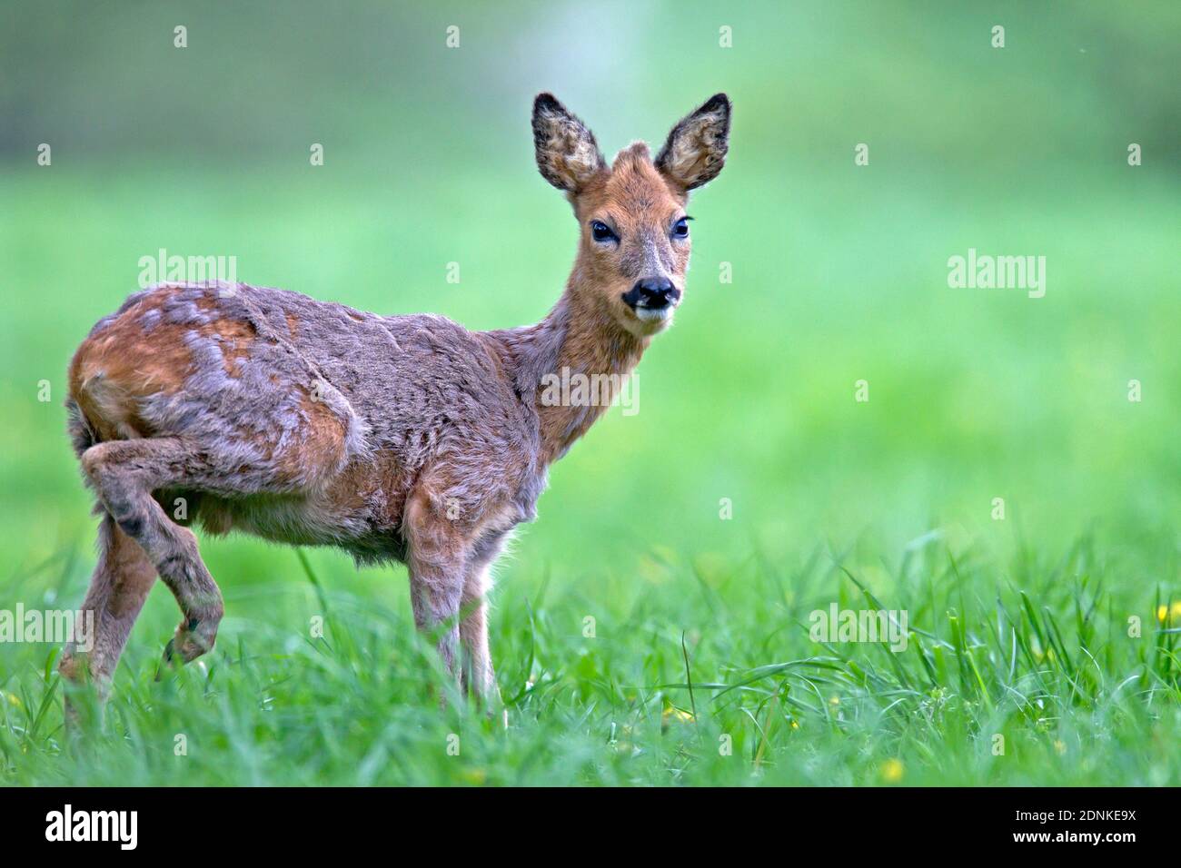 Western Roe Deer (Capreolus capreolus). A juvenile roebuck changing ist ...
