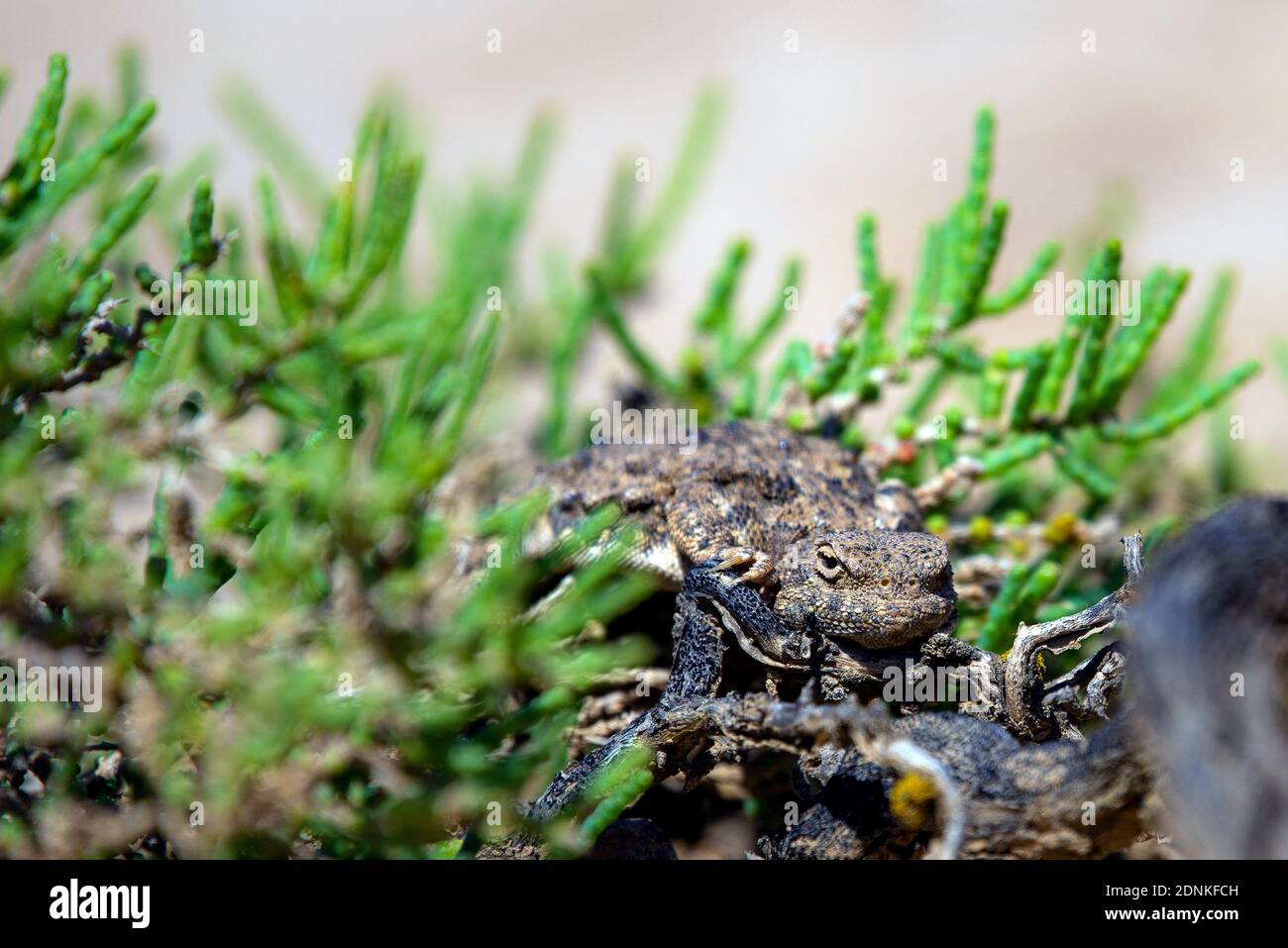 Close portrait of Phrynocephalus helioscopus agama in nature Stock ...