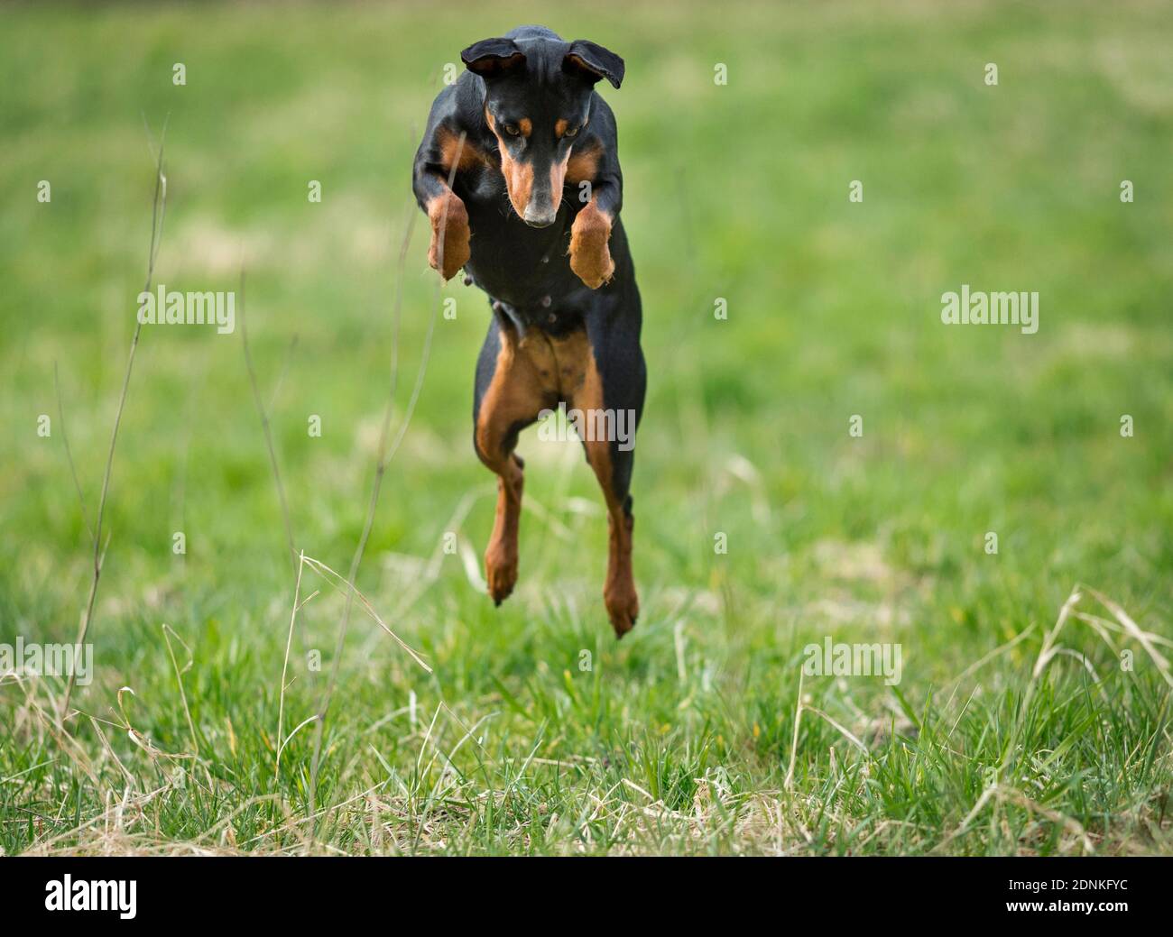 Meadow jumping mouse hi-res stock photography and images - Alamy