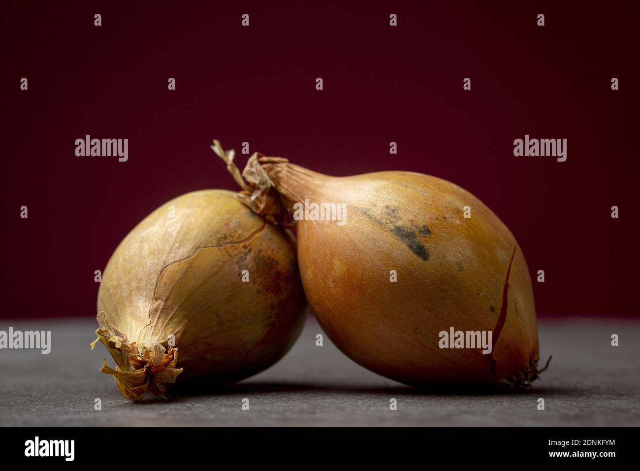 Two shiny brown skin onions in studio low key still life macro closeup ...