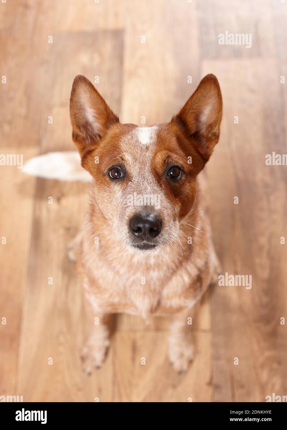 Food cattle hi-res stock photography and images - Alamy