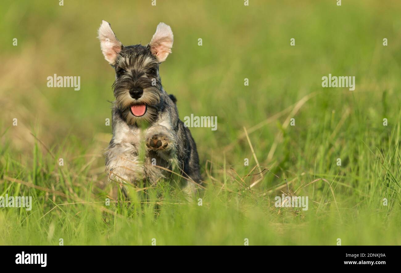 Miniature schnauzer running hi-res stock photography and images - Alamy