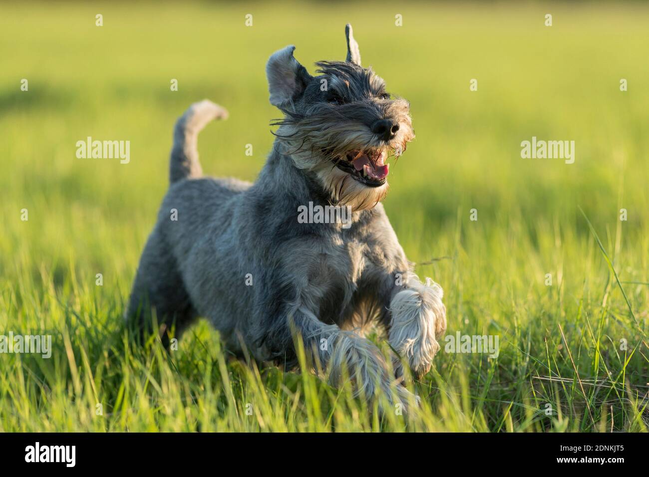 Standard schnauzer hi-res stock photography and images - Alamy