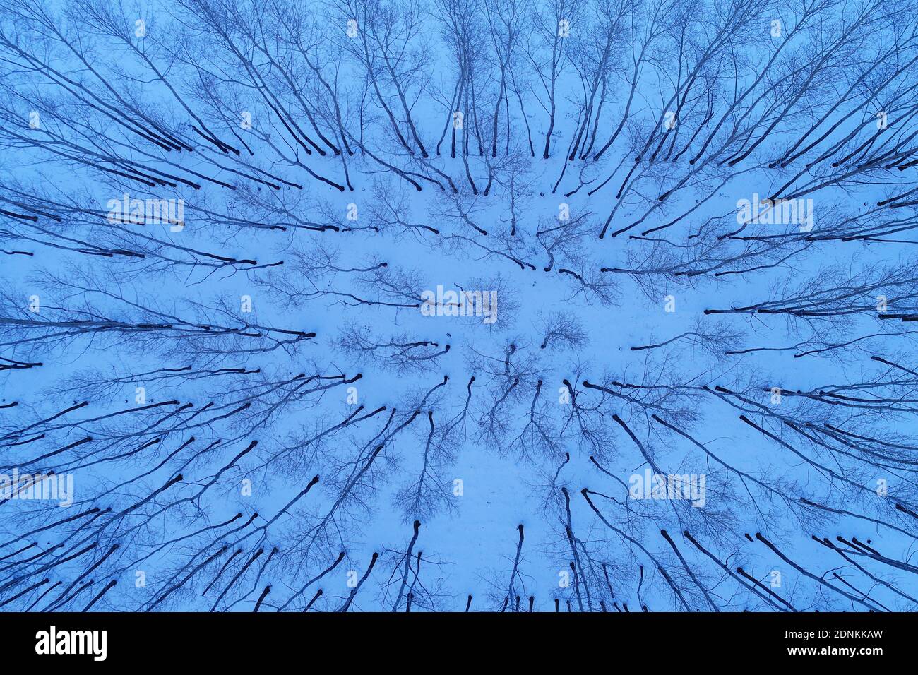 Aerial snow woods Stock Photo - Alamy