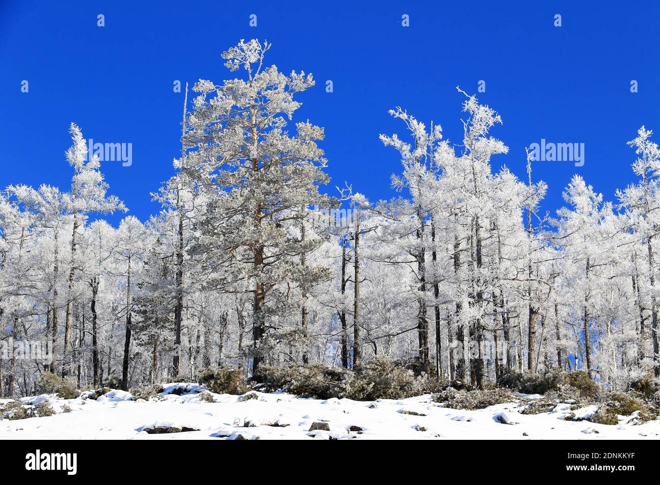 The big xingan mountain forest rime Stock Photo - Alamy