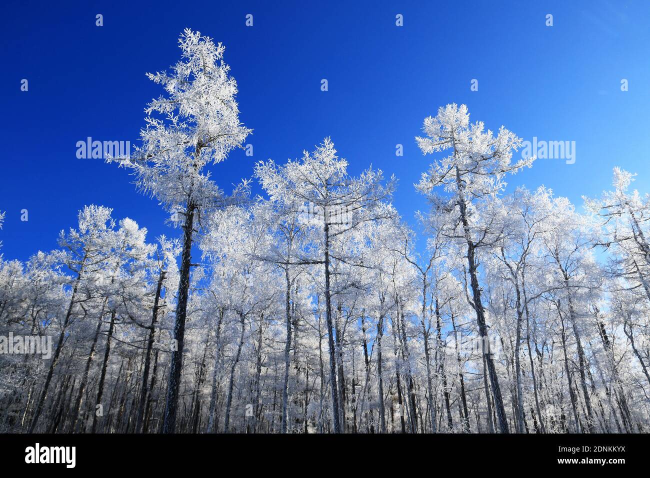 Lin rime hi-res stock photography and images - Alamy