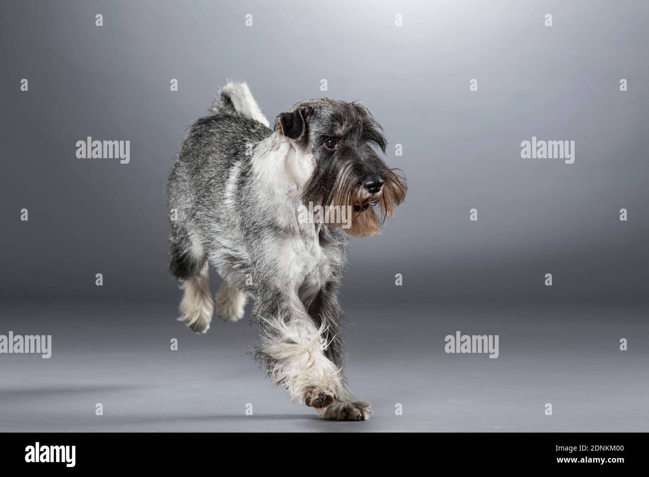 Standard Schnauzer. Adult dog running. Studio picture, seen against a ...
