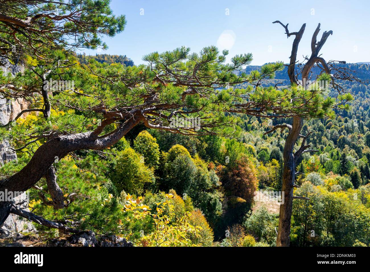 A relict pine tree grows on the edge of the mountain plateau in ...