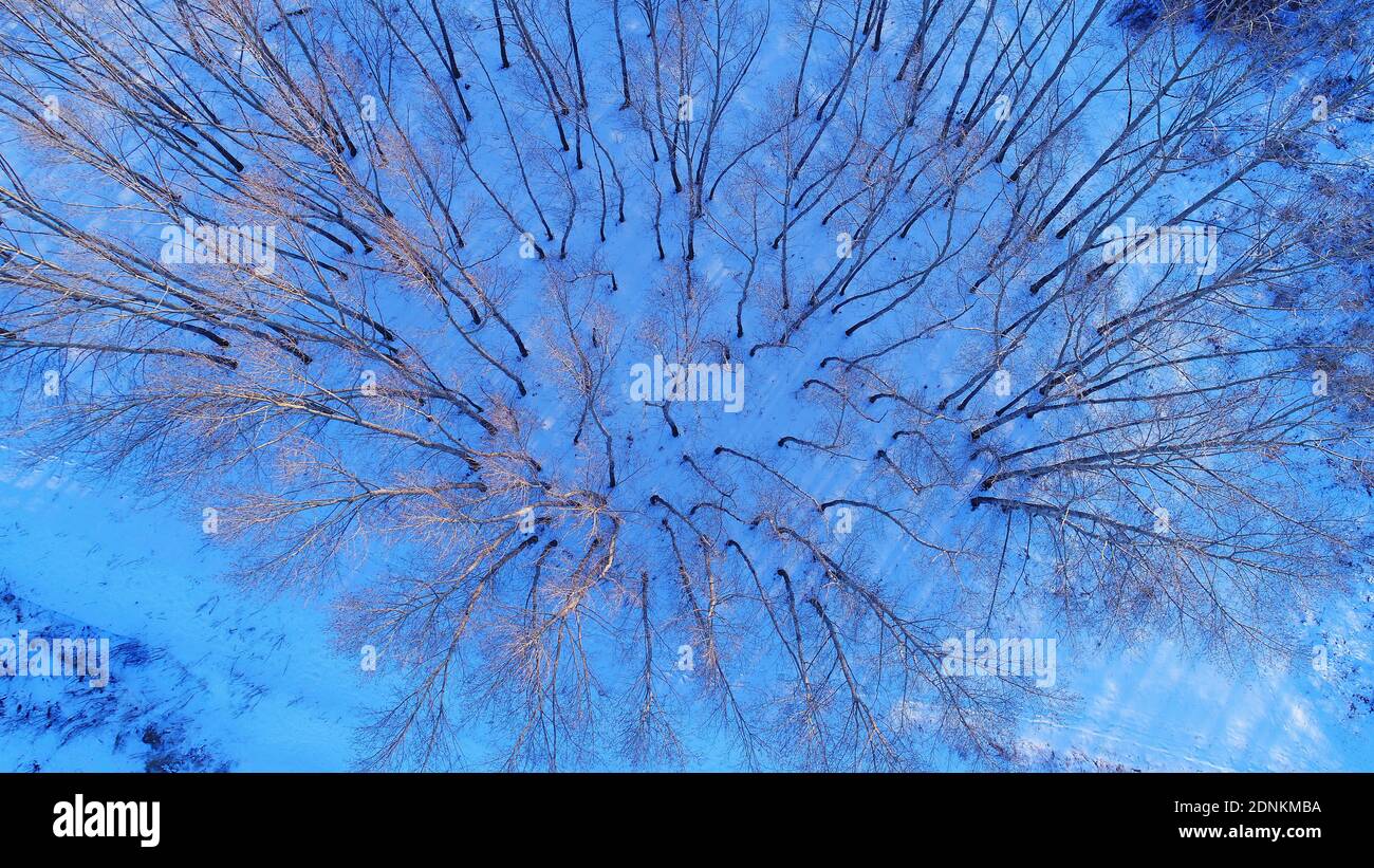 Aerial snow woods Stock Photo - Alamy