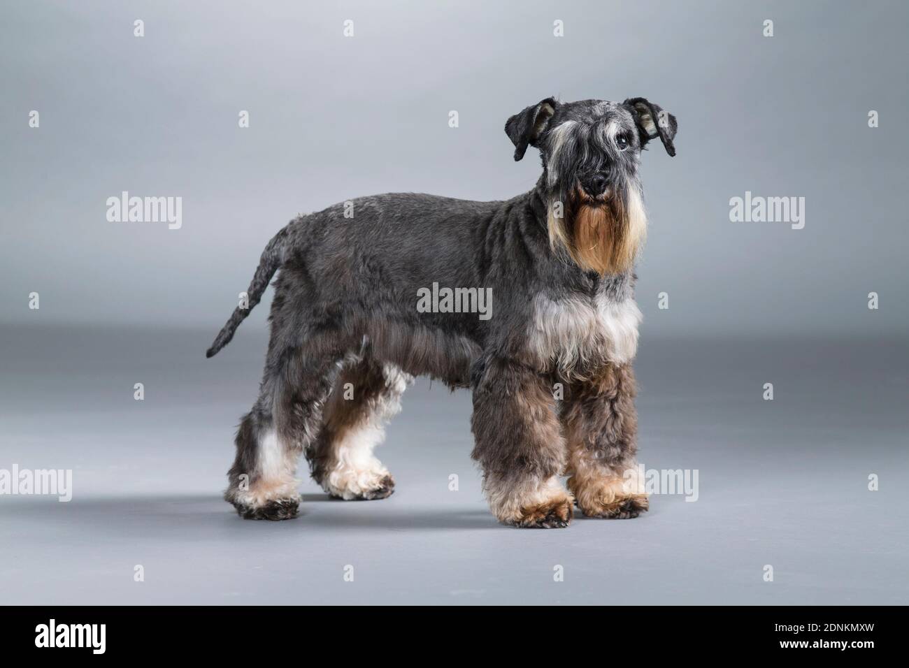 Miniature Schnauzer. Adult dog standing. Studio picture, seen against a ...