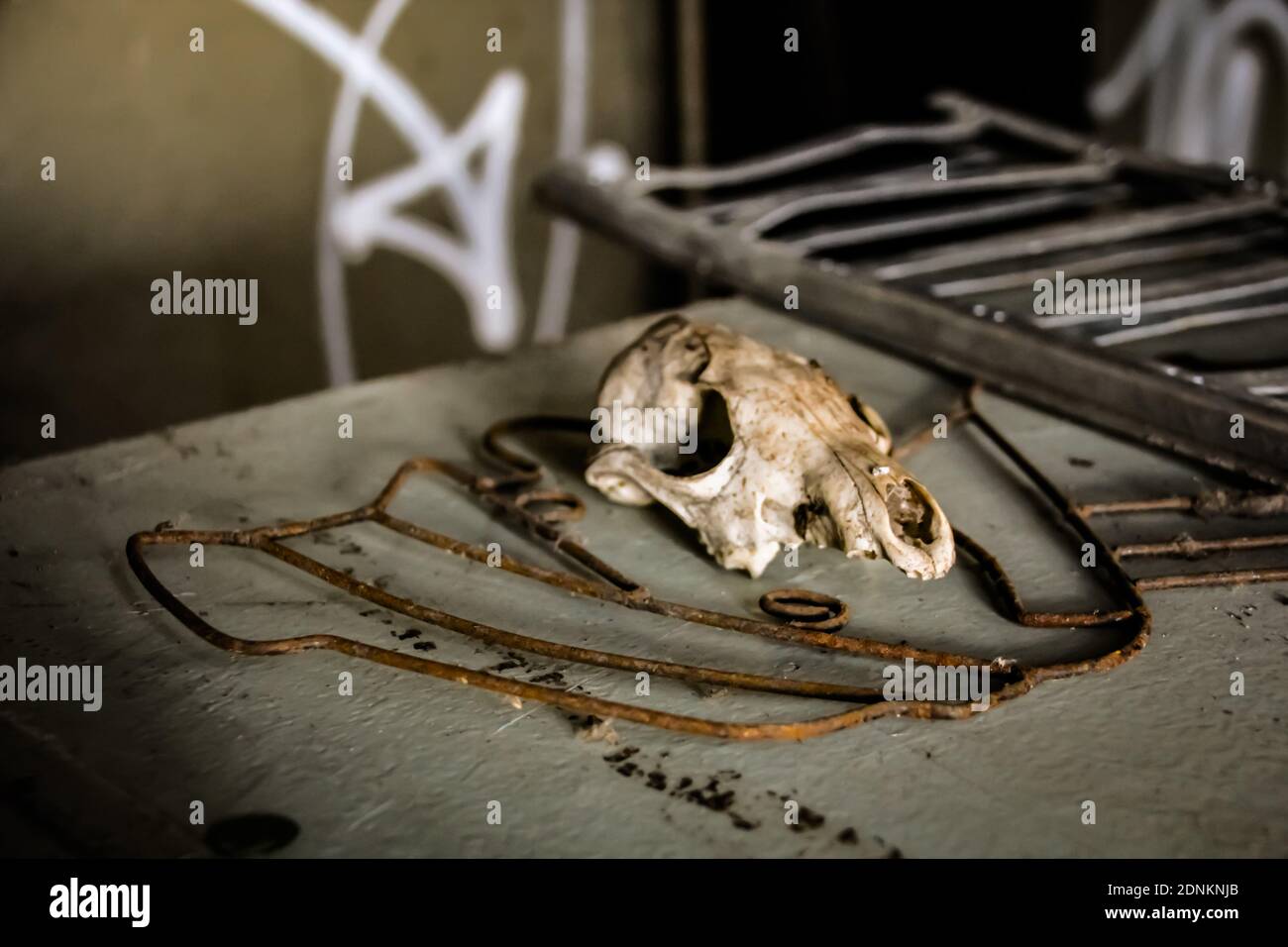 Abandoned human skull hi-res stock photography and images - Alamy