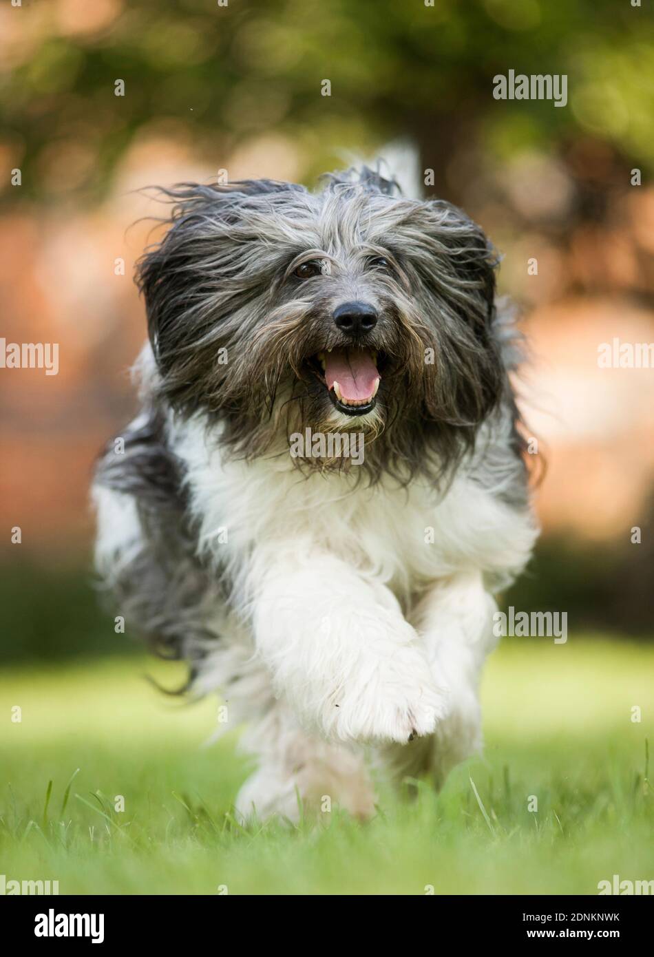Pon dog running hi-res stock photography and images - Alamy