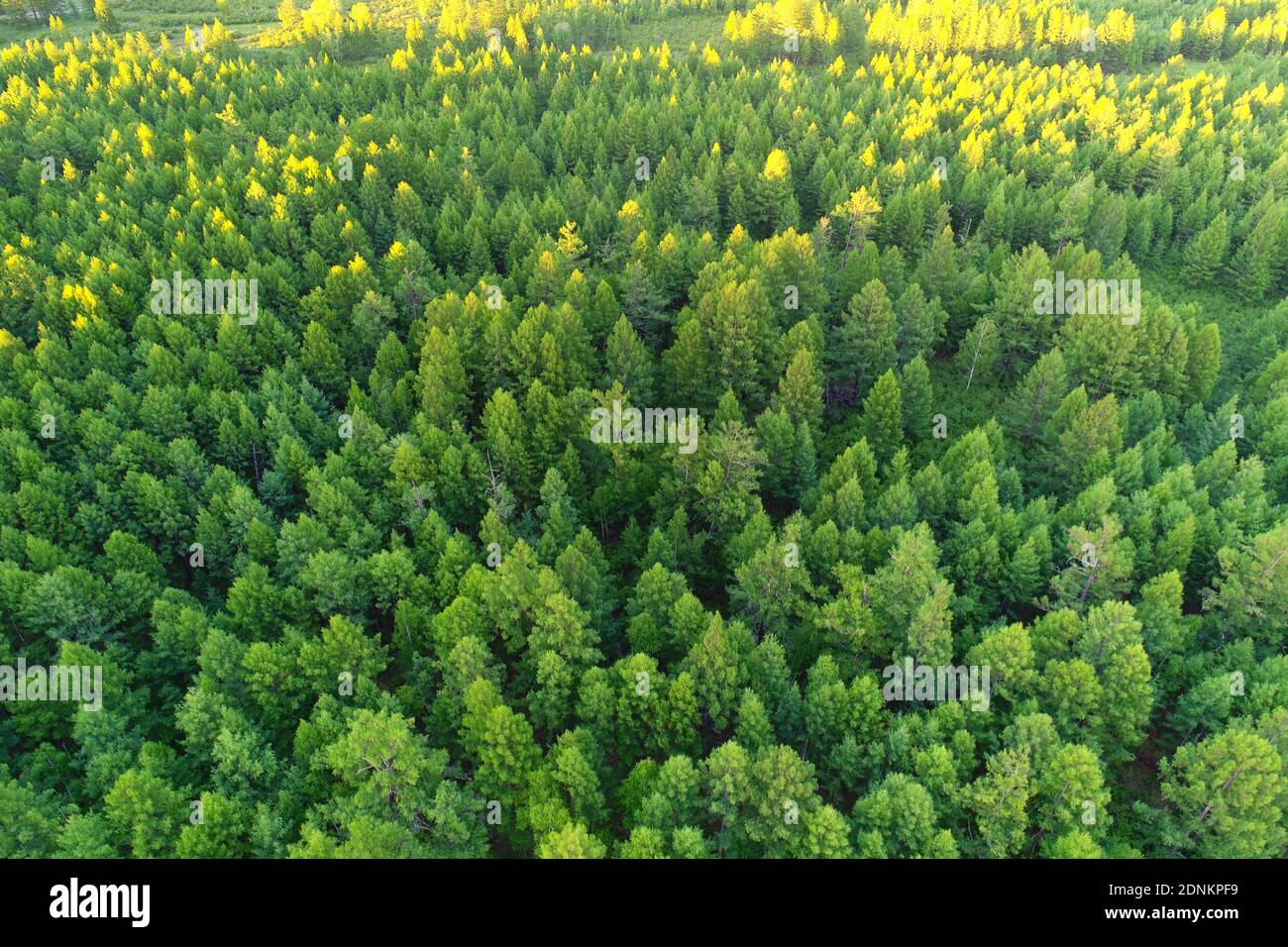 Greater hinggan mountains green Lin hai Stock Photo - Alamy