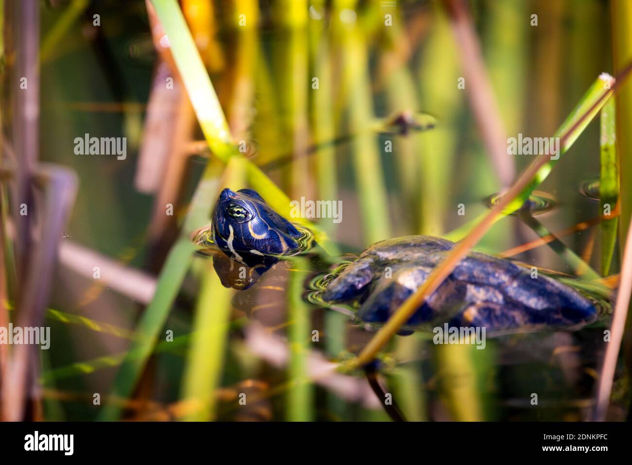 Australian swamp tortoise hi-res stock photography and images - Alamy