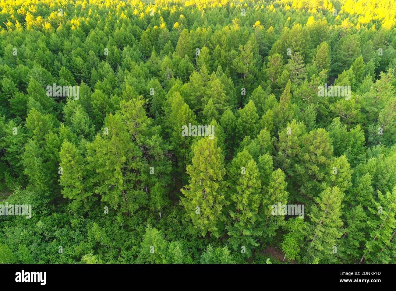 Greater hinggan mountains green Lin hai Stock Photo - Alamy