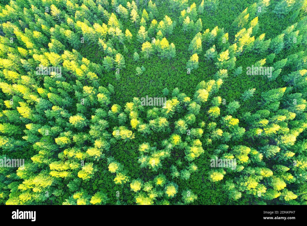 Greater hinggan mountains green Lin hai Stock Photo - Alamy