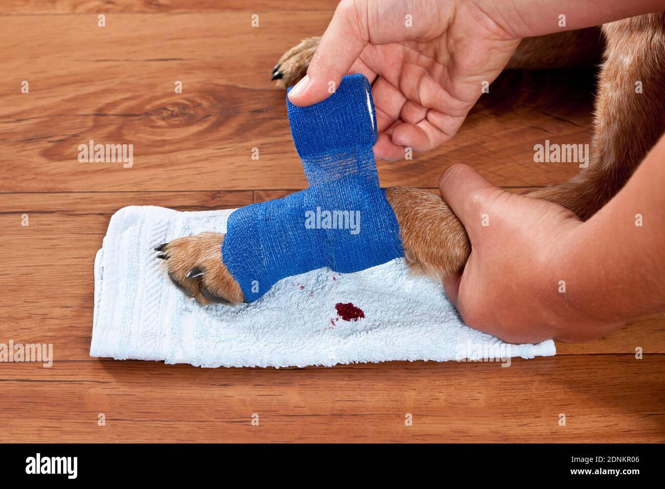 A human bandages the bleeding paw of an Australian Cattle Dog. Germany ...