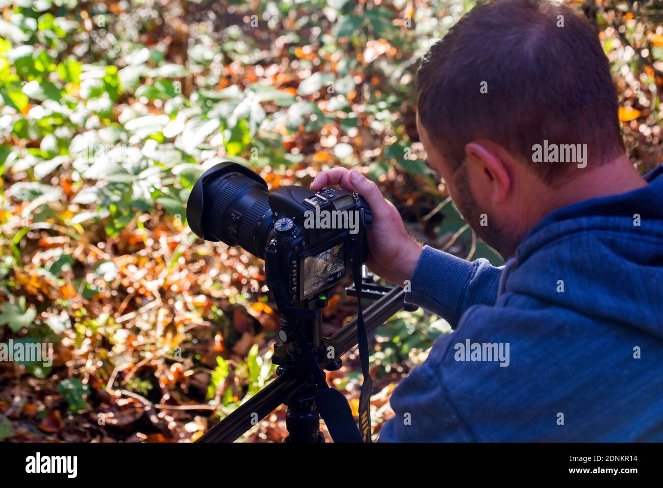 Back view male photographer in bright autumn forest Stock Photo - Alamy