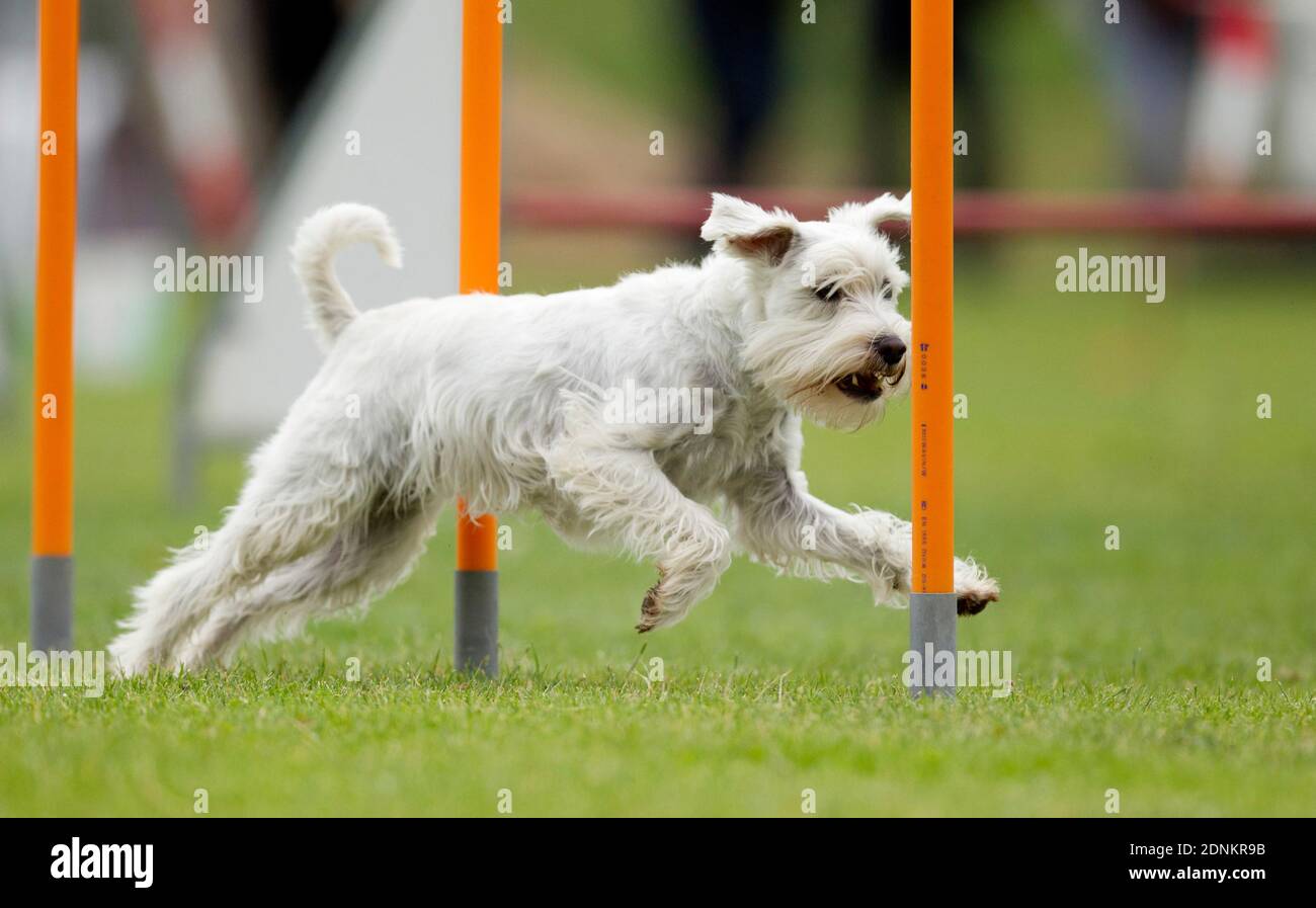 Dutch Sheepdog. Adult demonstrating fast weave poles in an obstacle ...