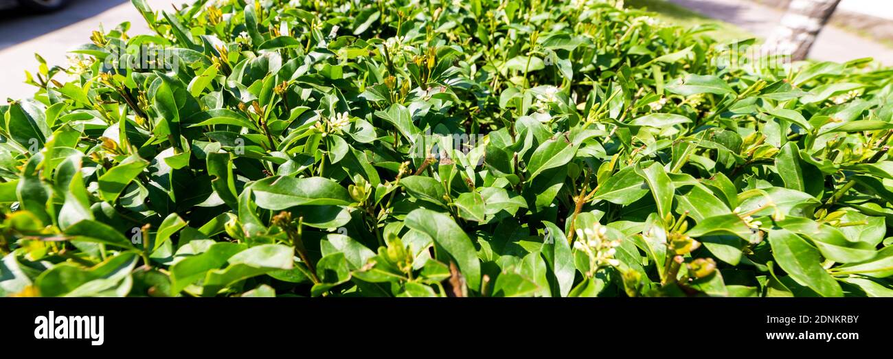 Neatly green trimmed hedge close up shot Stock Photo - Alamy