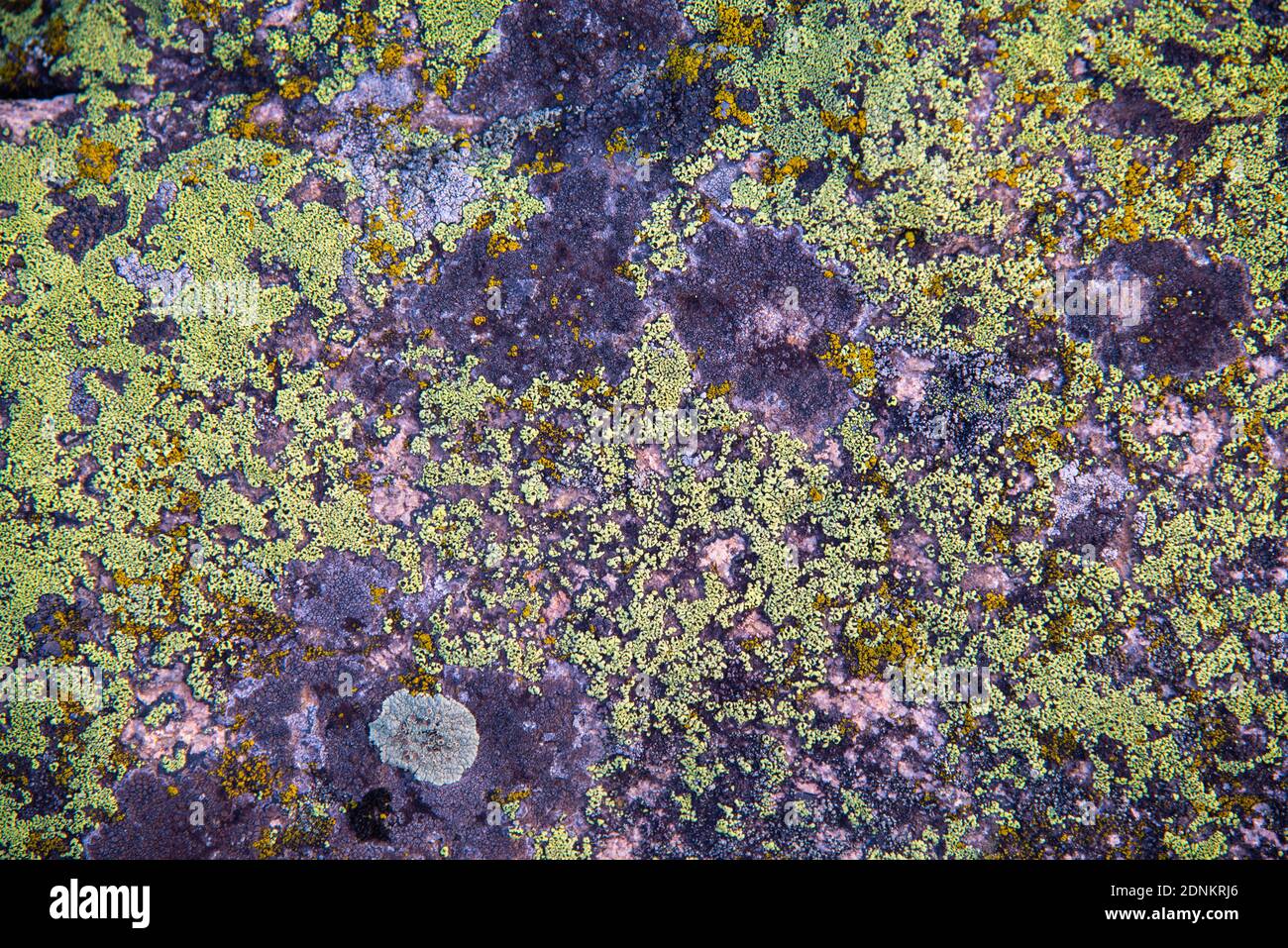 Drawing the texture of multicolored lichen on a stone close-up ...