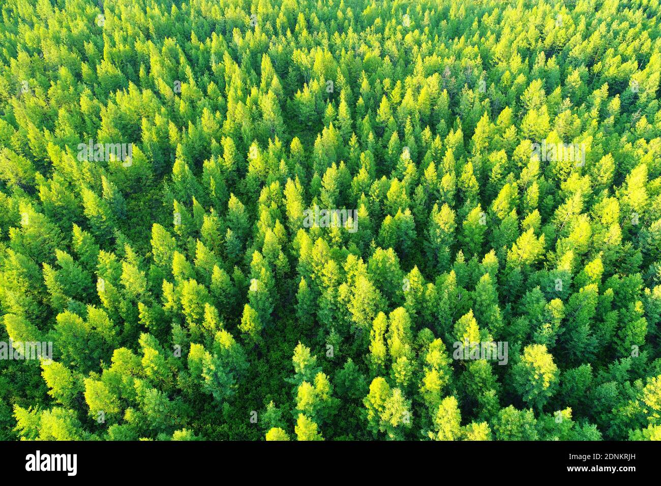Thick forest in mountains aerial hi-res stock photography and images ...