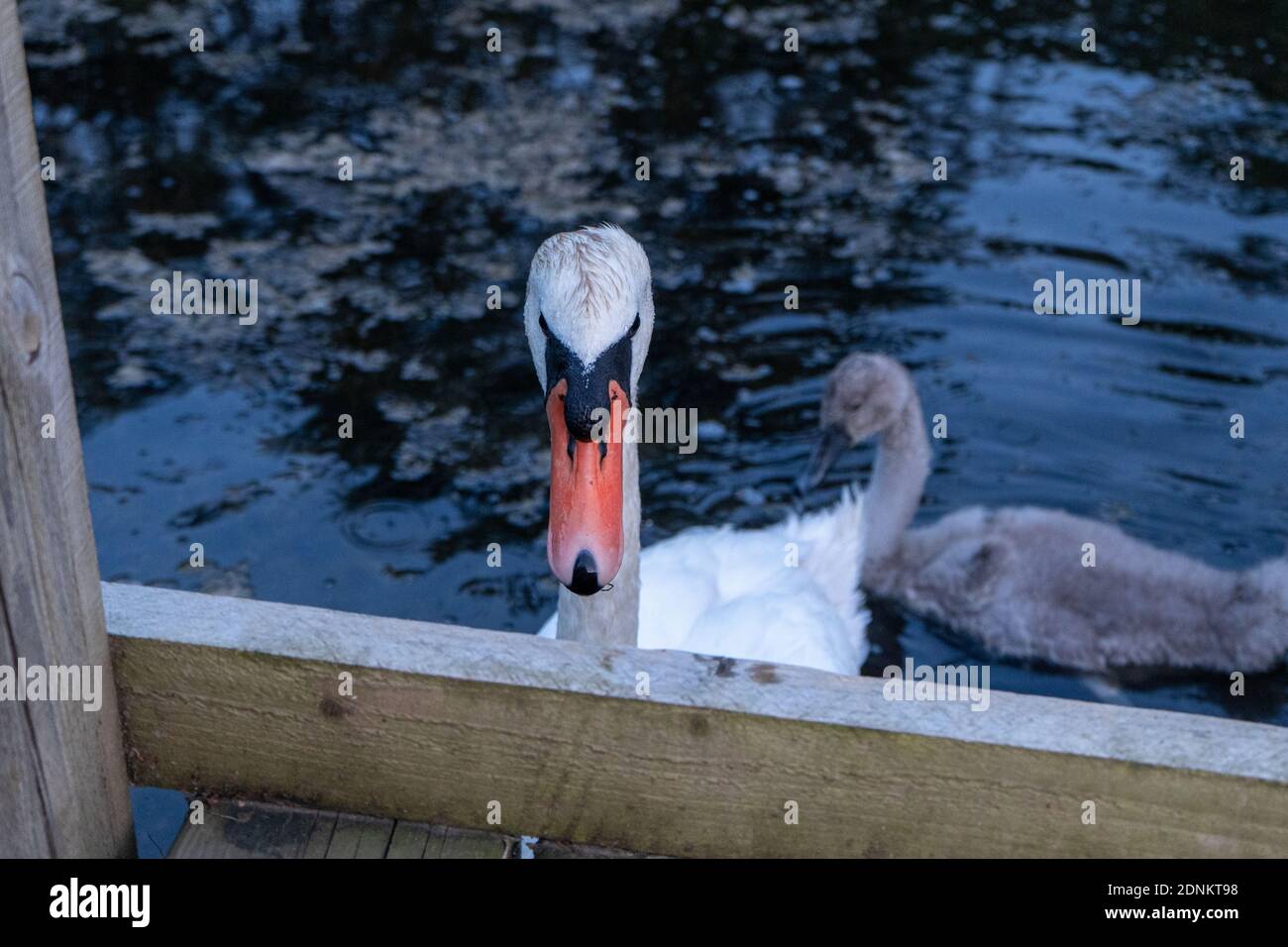 Baby pink swan hi-res stock photography and images - Alamy