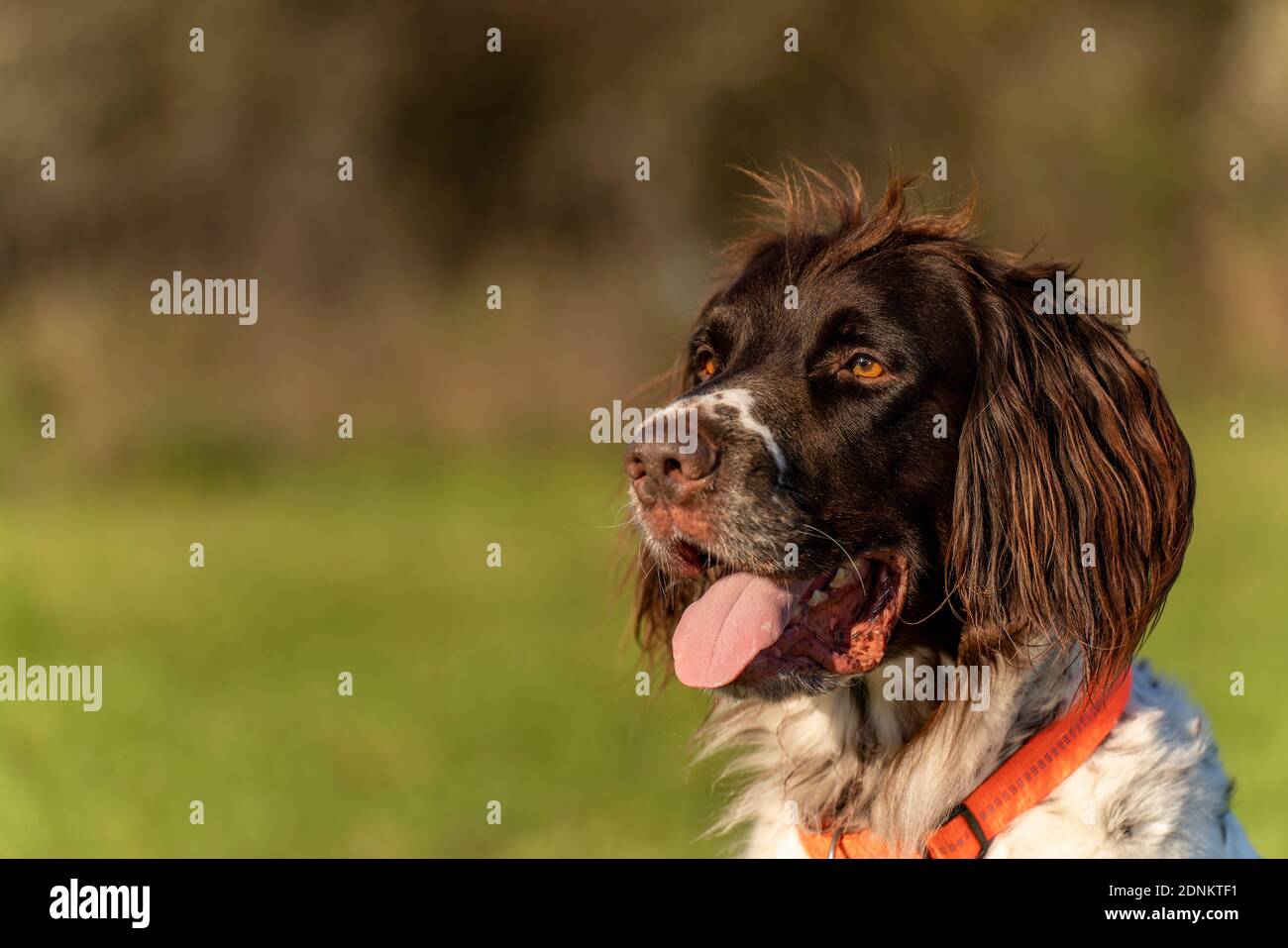 German long-haired pointer. Portrait of adult dog Stock Photo - Alamy