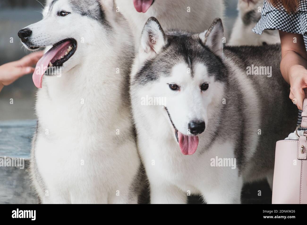 Alaskan Terrier High Resolution Stock Photography and Images - Alamy