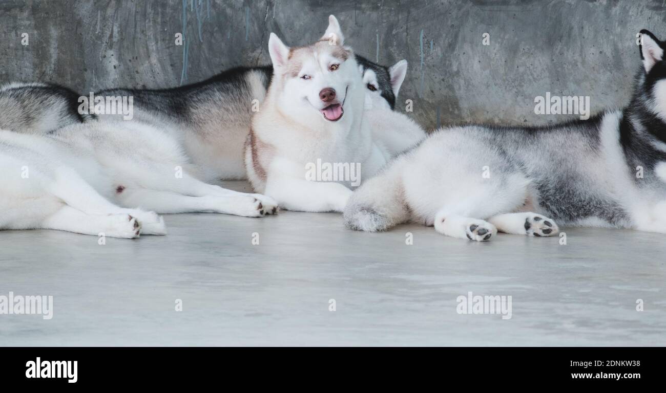 Alaskan Terrier High Resolution Stock Photography and Images - Alamy