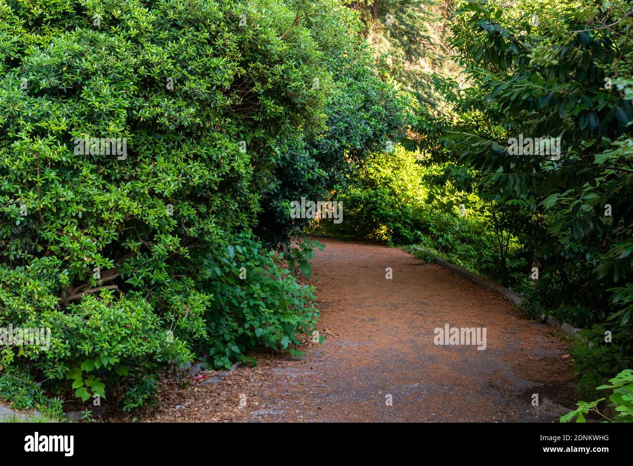 Walkway under trees hi-res stock photography and images - Alamy