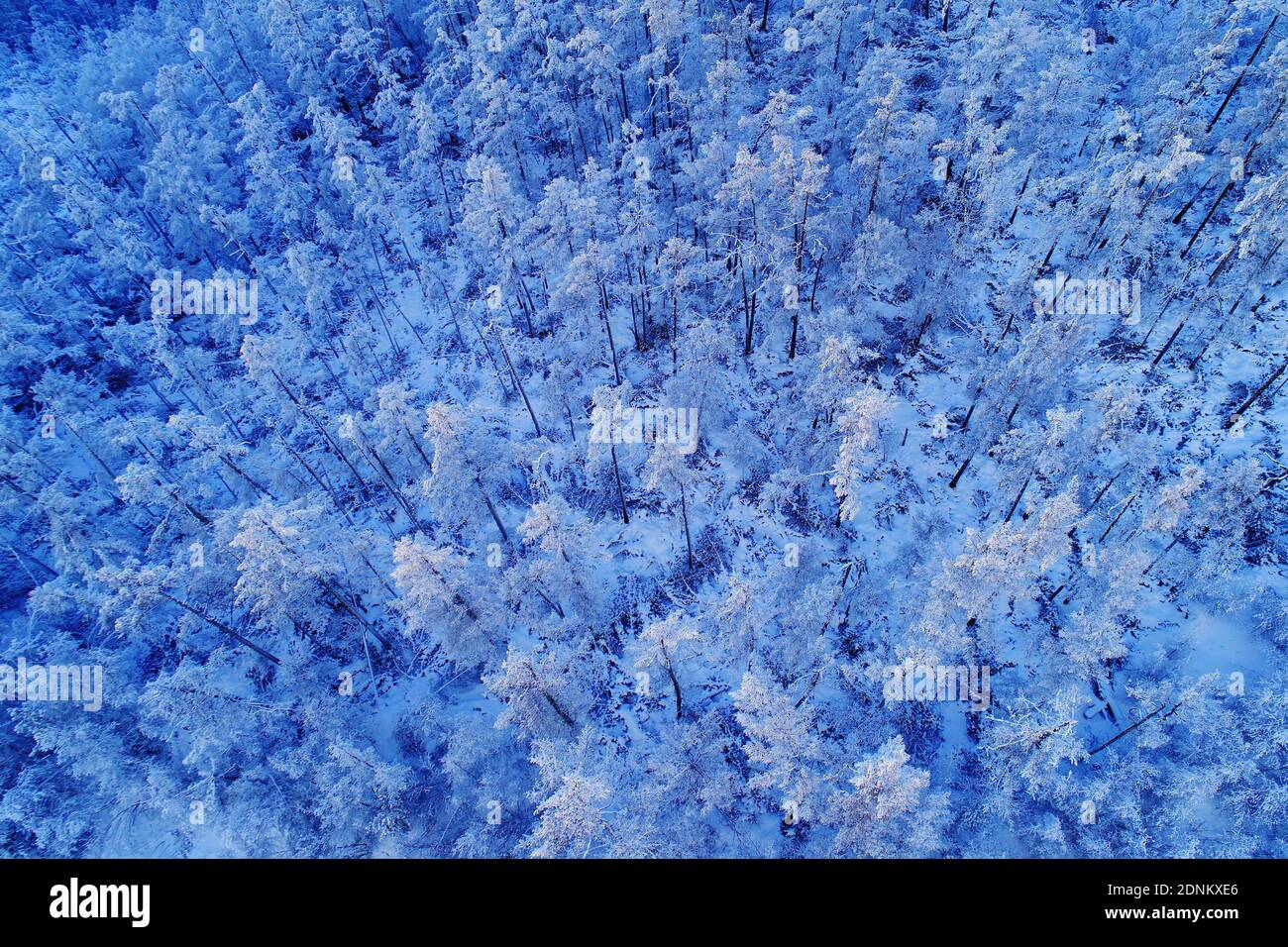 Aerial beautiful snow pine rime Stock Photo - Alamy